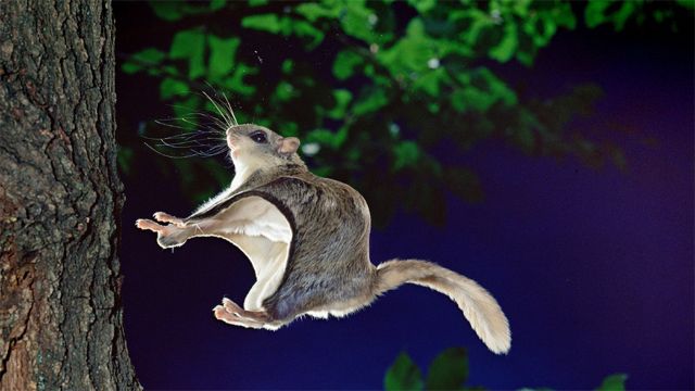 El vuelo de una ardilla - BBC News Mundo
