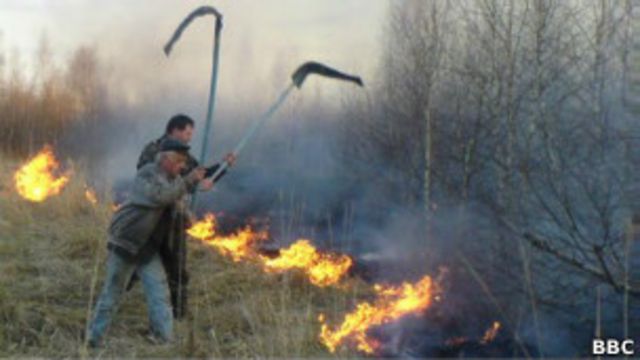 Los bosques radiactivos de Chernobyl, una bomba dormida - BBC News Mundo