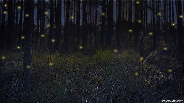 Y el éxito sexual de las luciérnagas macho se debe a... - BBC News Mundo