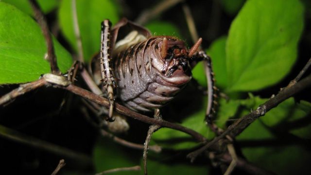 En fotos: seducidos y devorados, la extraña cópula de los grillos de ...