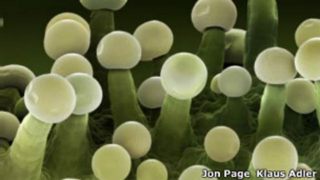 Hallan Cómo La Marihuana Produce Sus Ingredientes Psicoactivos Bbc