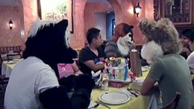 Mexicanos criam fantasias de bichos e aderem ao movimento furry - BBC ...