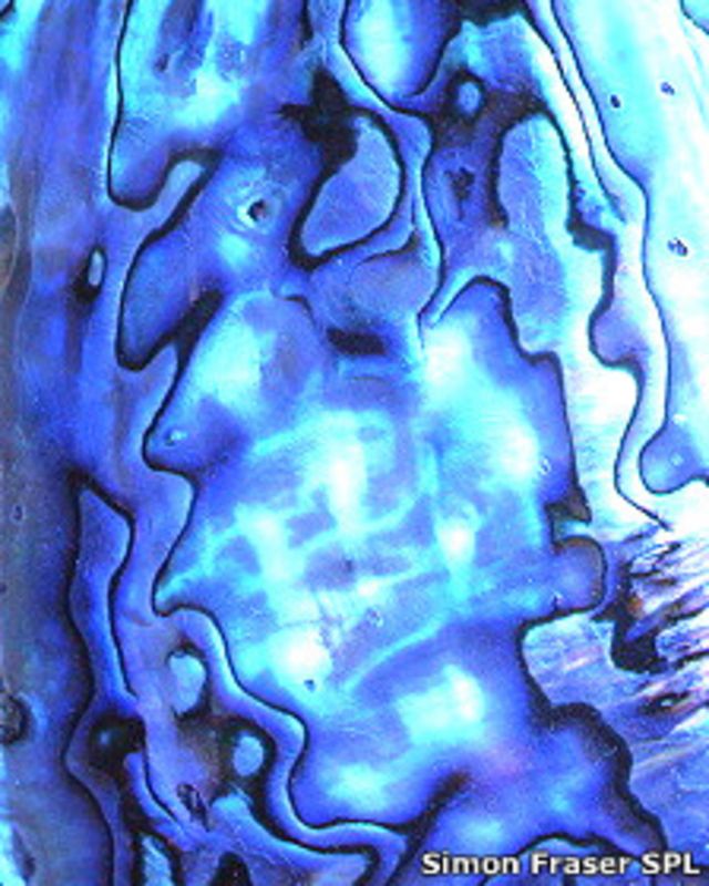 Copian la receta de la naturaleza para crear nácar - BBC News Mundo