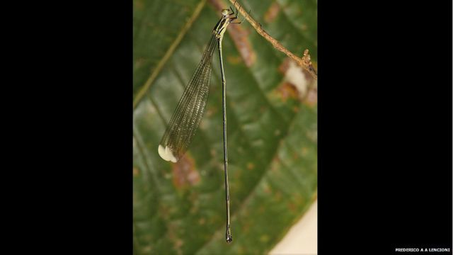 En fotos: el origen de los gigantes "caballitos del diablo" - BBC News ...