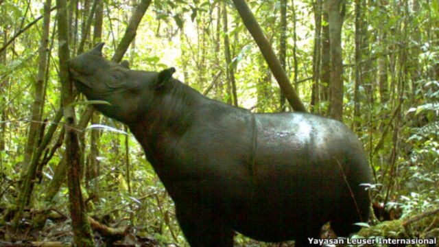 Jejak badak Sumatera ditemukan WWF di Kaltim - BBC News Indonesia