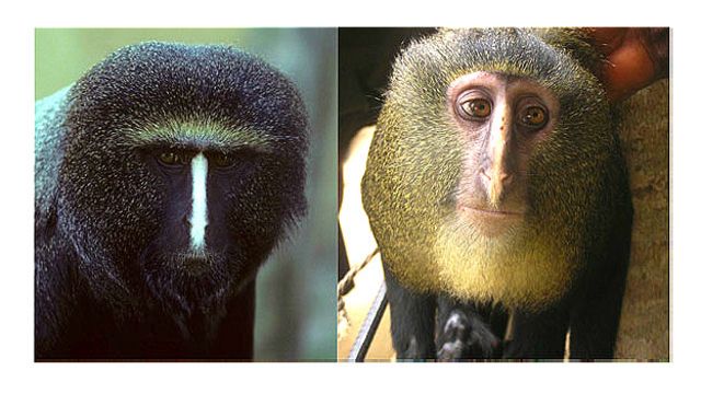 Descubren nueva especie de mono en África - BBC News Mundo