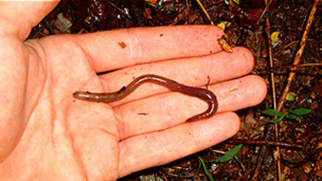 Lombrices invaden todos los continentes - BBC News Mundo
