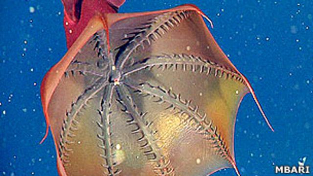 El calamar vampiro que sobrevive comiendo excrementos - BBC News Mundo
