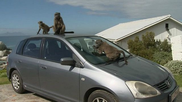 Daanyeer laga mamnuucay Mooska - BBC News Somali