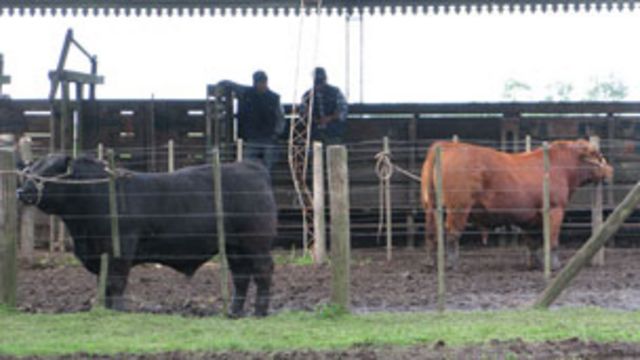 El arte de poner lindas a las vacas - BBC News Mundo