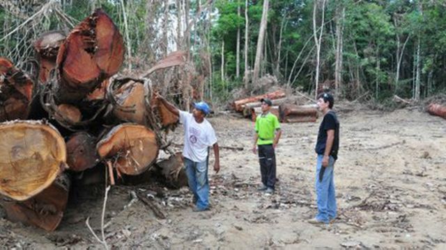 Brasil busca arrancar de raíz la tala ilegal - BBC News Mundo