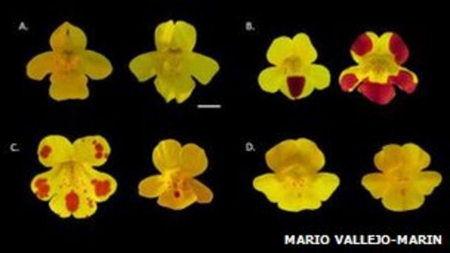 Los secretos evolutivos que revelan las nuevas especies - BBC News Mundo