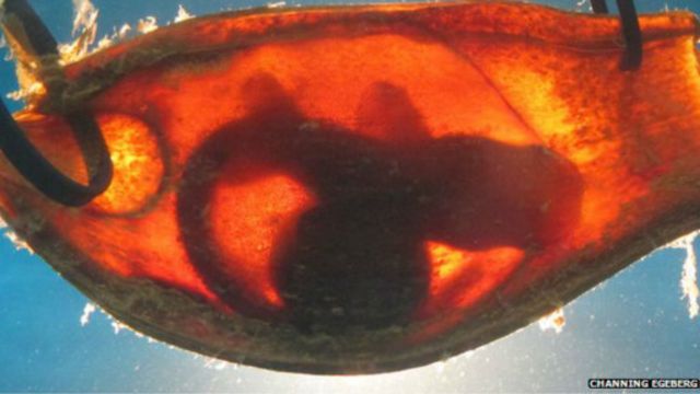 Embrio hiu bambu bisa deteksi bahaya - BBC News Indonesia