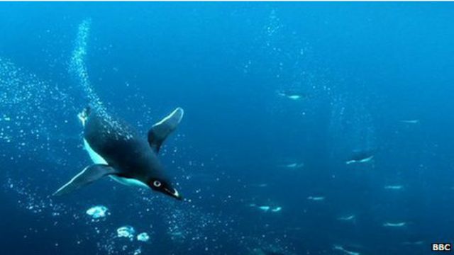 El lado salvaje de los pingüinos - BBC News Mundo