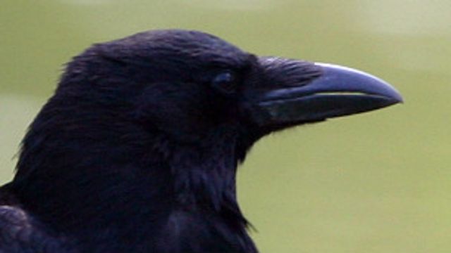 ¿Pueden los cuervos reconocer rostros humanos? - BBC News Mundo