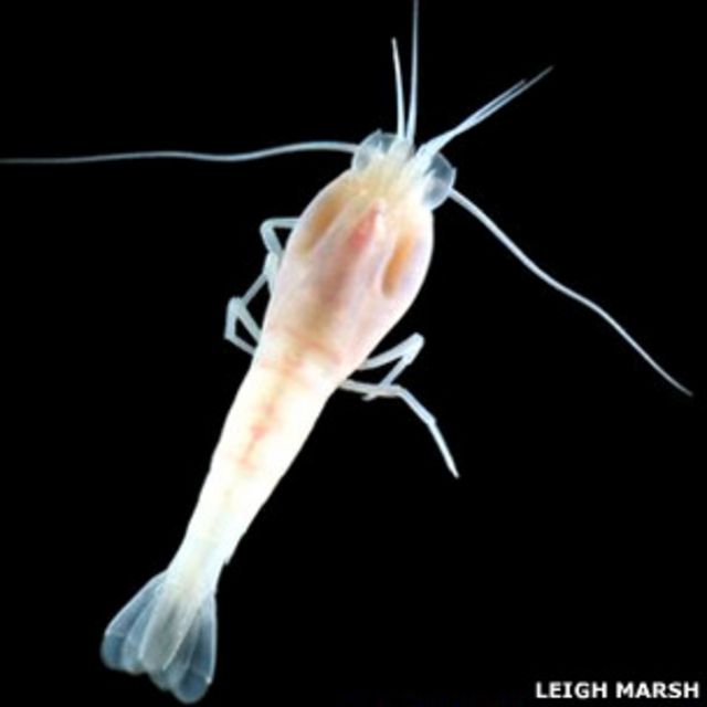 "Черные курильщики": гидротермальные источники в бездне - BBC News ...