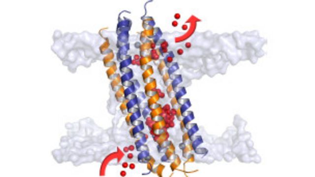 Descubren cuál es el secreto del antibiótico natural - BBC News Mundo