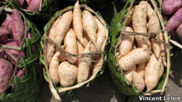 El camote devela "otra" historia de América - BBC News Mundo