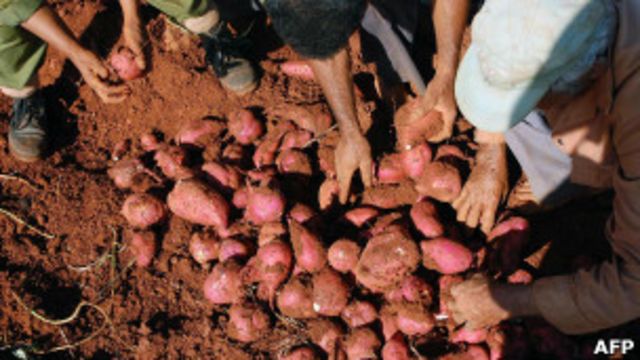 El camote devela "otra" historia de América - BBC News Mundo