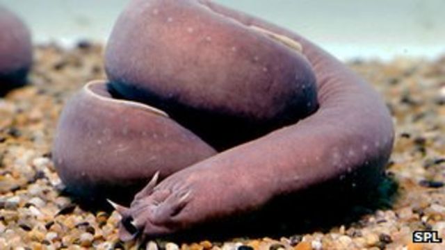 ¿Vestiremos ropa de baba en el futuro? - BBC News Mundo