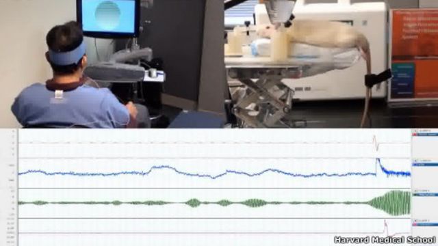 Logran mover la cola de una rata con la mente humana - BBC News Mundo