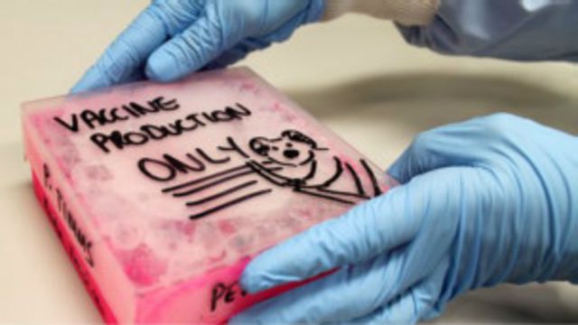 La enfermedad sexual que amenaza a los koalas - BBC News Mundo