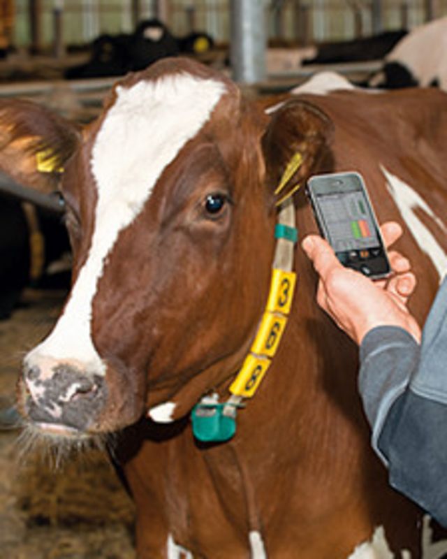 Dinamarca y sus vacas de alta tecnología - BBC News Mundo