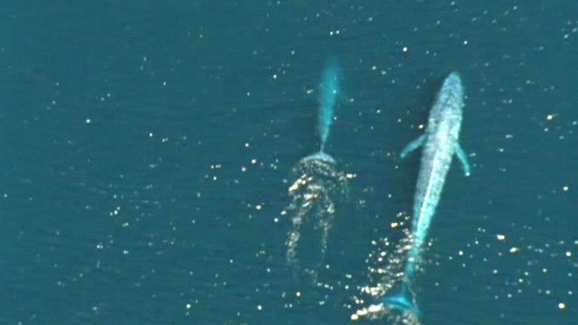 ¿Cuál es el animal más largo del planeta? - BBC News Mundo