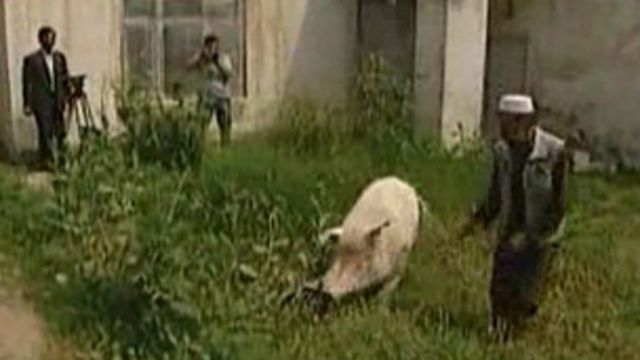 La solitaria vida del cerdo más famoso de Kabul - BBC News Mundo