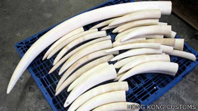 EE.UU. destruirá seis toneladas de marfil - BBC News Mundo