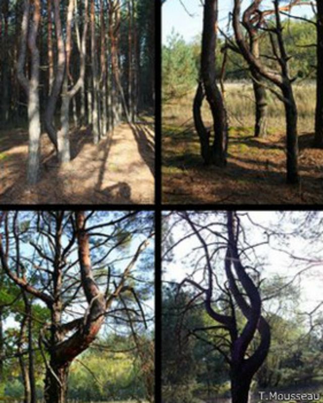 El desastre de Chernobyl está escrito en sus árboles - BBC News Mundo
