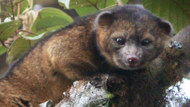 El mexicano que ayudó a descubrir al olinguito - BBC News Mundo