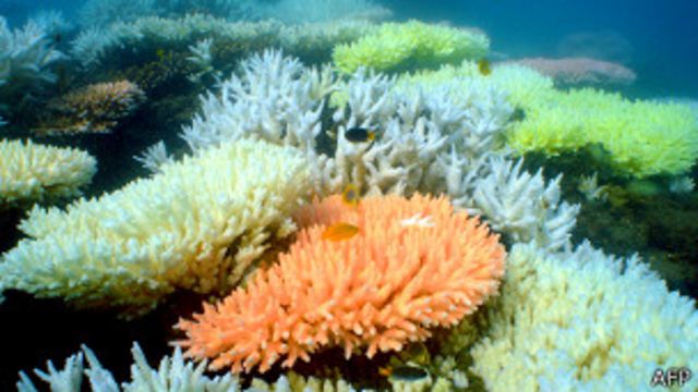 La ciencia que puede salvar a los amenazados corales - BBC News Mundo