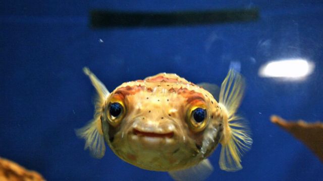 Nosotros proponemos el tema, tú mandas las fotos - BBC News Mundo