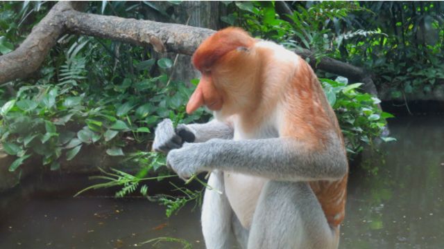 Satwa di kebun binatang 'tak' sejahtera - BBC News Indonesia