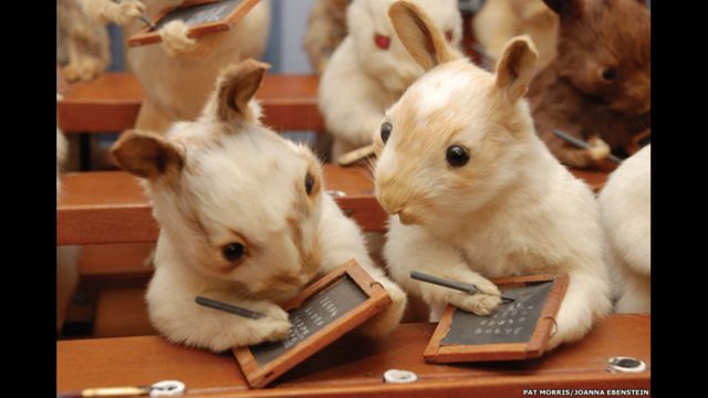 En fotos: el curioso mundo de la taxidermia - BBC News Mundo