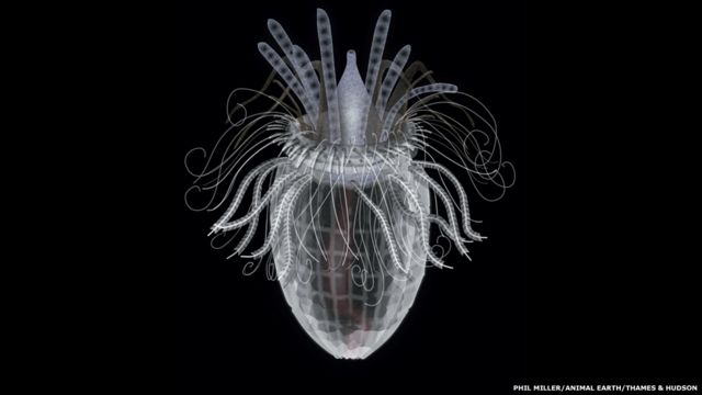 En fotos: extraordinarias formas y colores de la diversidad animal ...