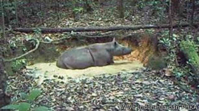 Rekaman video badak Sumatra di Kalimantan - BBC News Indonesia