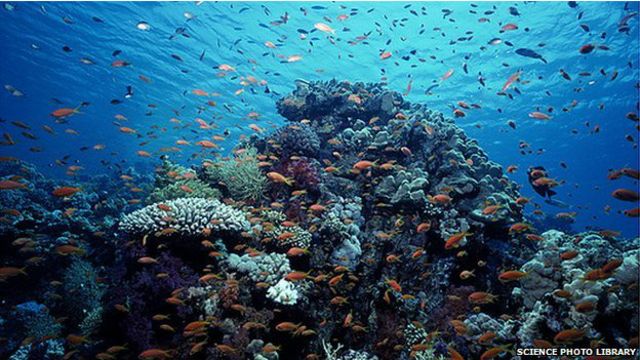 Kesehatan laut 'semakin memburuk' - BBC News Indonesia