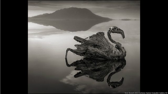 En fotos: los misteriosos animales petrificados del lago Natrón - BBC ...