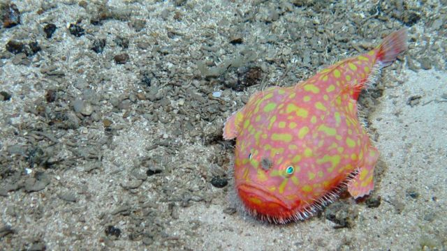 En fotos: los seres psicodélicos del fondo del mar - BBC News Mundo