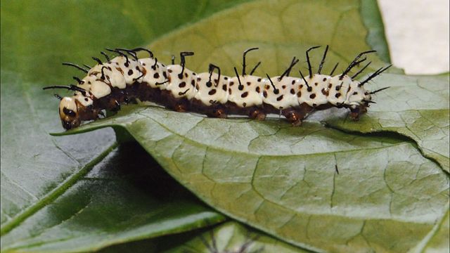 Mostra em NY explora fascínio pelo veneno ao longo dos séculos - BBC ...