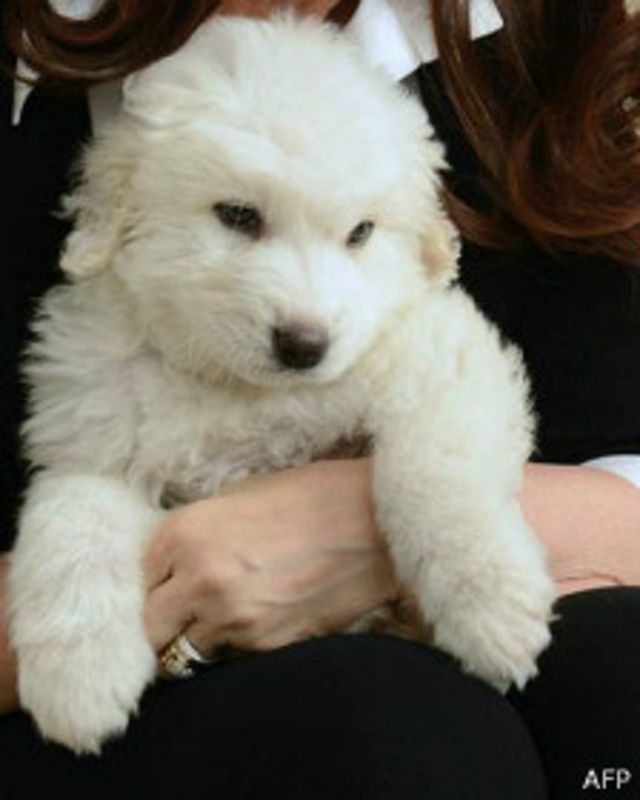 Cristina Kirchner presenta a Simón, su perro "chavista" - BBC News Mundo