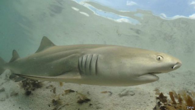 Mengapa hiu melahirkan di rumahnya? - BBC News Indonesia