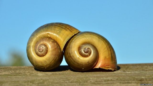 Nosotros proponemos el tema, tú mandas las fotos - BBC News Mundo