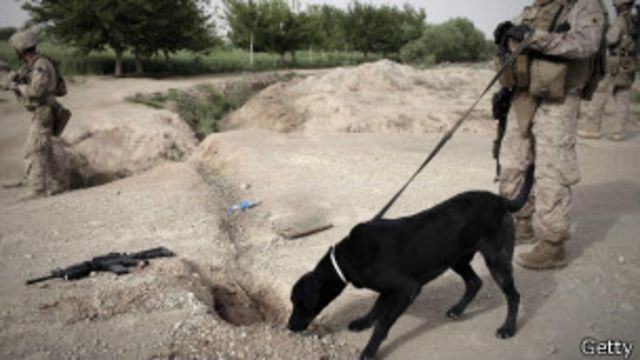 El Talibán "captura" perro de combate estadounidense - BBC News Mundo