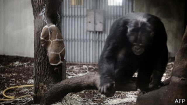 ¿Se deberían prohibir los zoológicos en el mundo? - BBC News Mundo