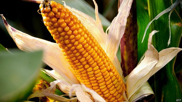 ¿Europa abre más puertas al maíz transgénico? - BBC News Mundo