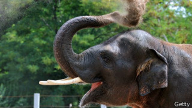 ¿Cuán inteligentes son los elefantes? - BBC News Mundo