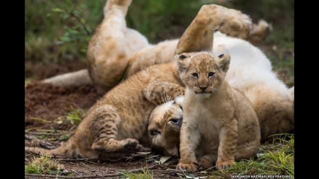 En fotos: la valiente leona que desafió a la corriente - BBC News Mundo
